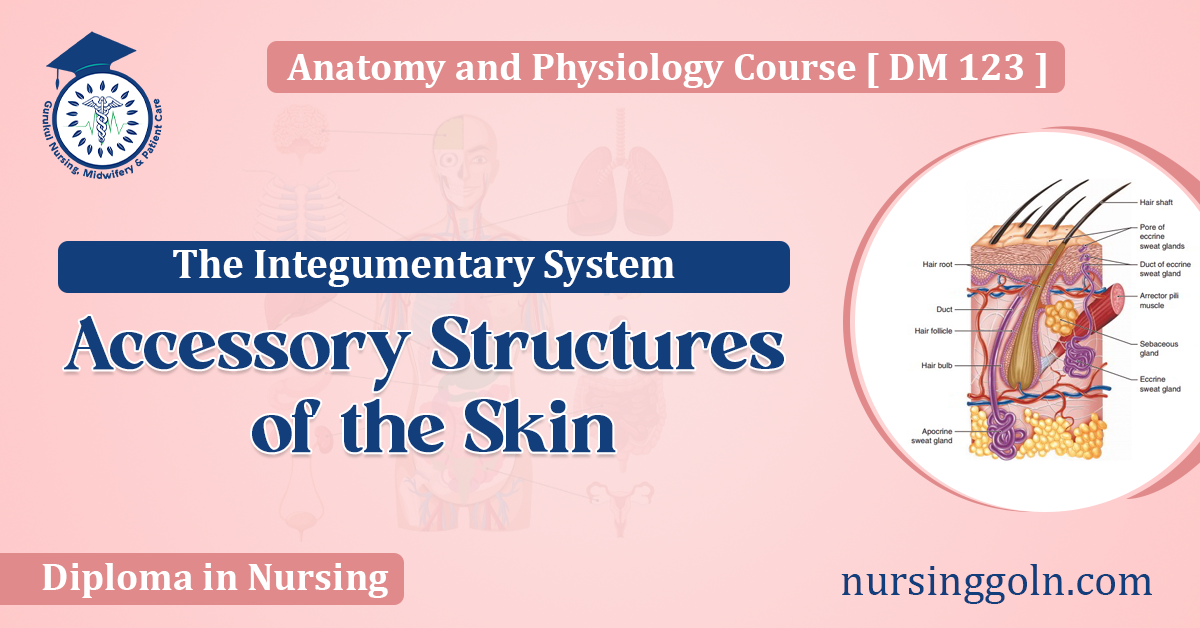 Accessory Structures of the Skin: The Integumentary System - Nursing ...