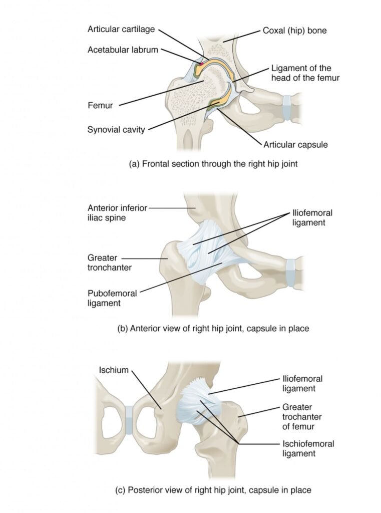 Anatomy of Selected Synovial Joints: Human Body Joints - Nursing ...