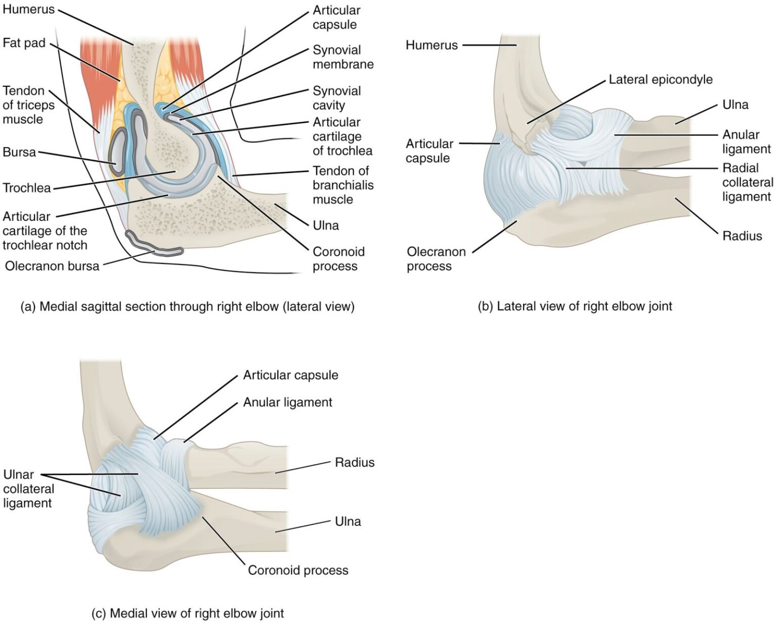 Anatomy of Selected Synovial Joints: Human Body Joints - Nursing ...