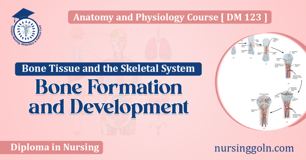 Bone Formation and Development: Bone Tissue and the Skeletal System ...