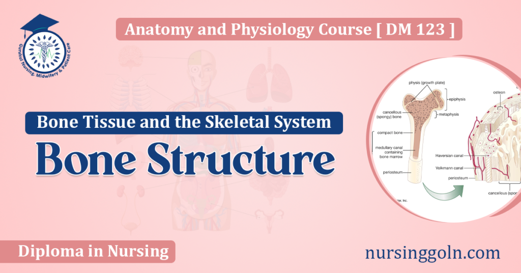 Bone Structure: Bone Tissue and the Skeletal System - Nursing ...
