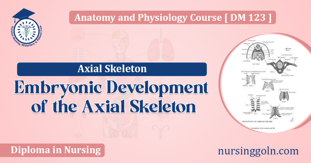 Divisions of the Skeletal System: An In-depth Look at the Axial ...