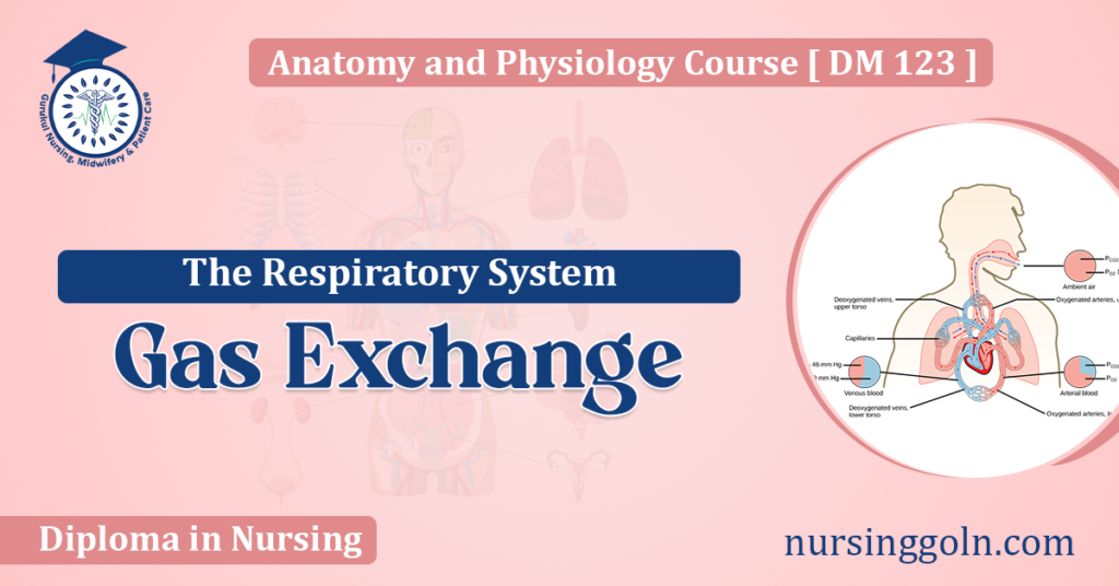 Gas Exchange: The Respiratory System - Nursing & Midwifery Gurukul, GOLN