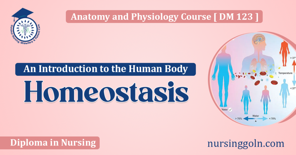 Homeostasis: An Introduction to the Human Body - Nursing & Midwifery ...
