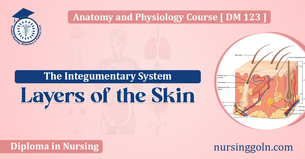 Layers of the Skin: The Integumentary System - Nursing & Midwifery ...