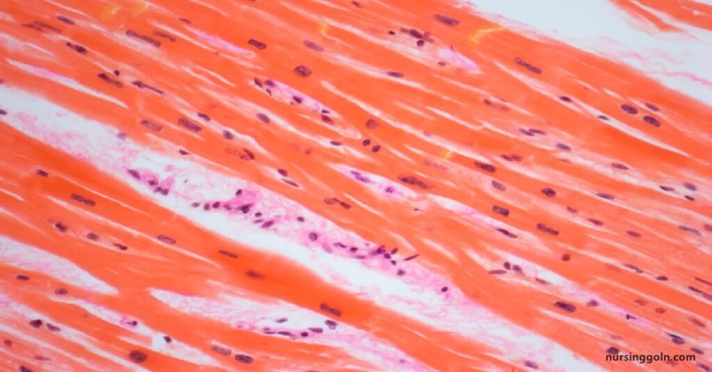 Types of Muscle Fibers: Human Muscle Tissue - Nursing & Midwifery ...