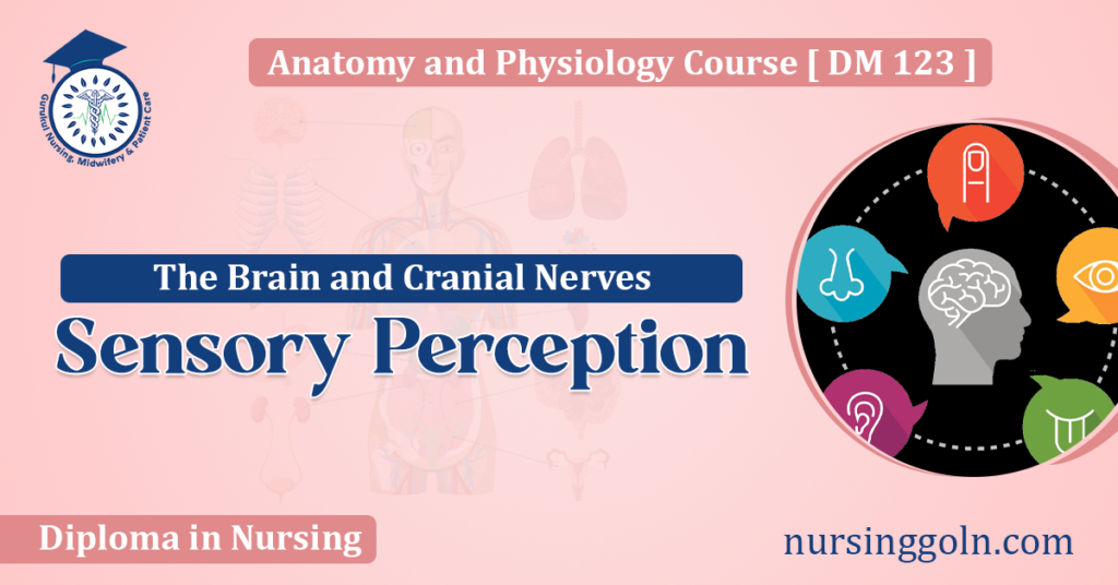 Sensory Perception: The Brain and Cranial Nerves - Nursing & Midwifery ...