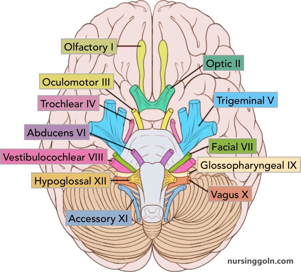 Central Processing: The Brain and Cranial Nerves - Nursing & Midwifery ...