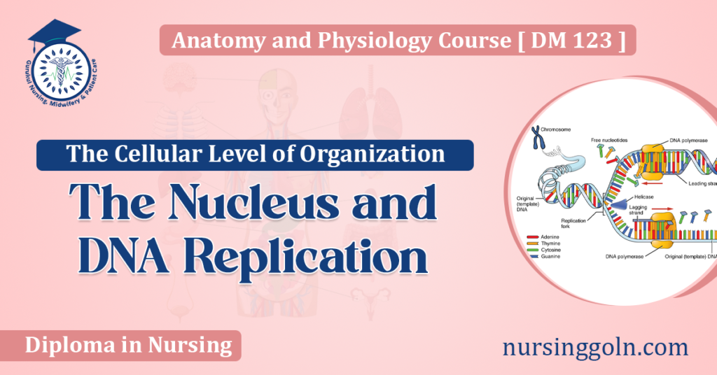 The Nucleus and DNA Replication: The Cellular Level of Organization ...