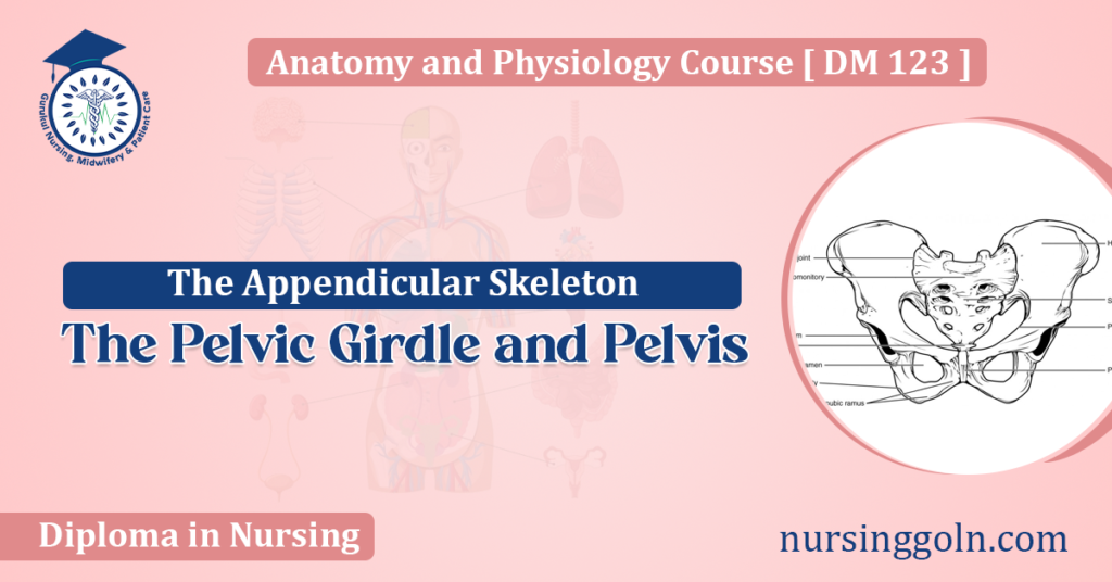 The Pelvic Girdle and Pelvis : The Appendicular Skeleton - Nursing ...