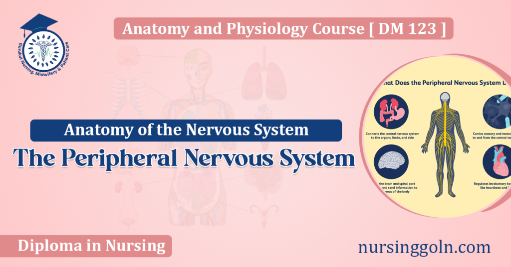 The Peripheral Nervous System: Anatomy of the Nervous System - Nursing ...