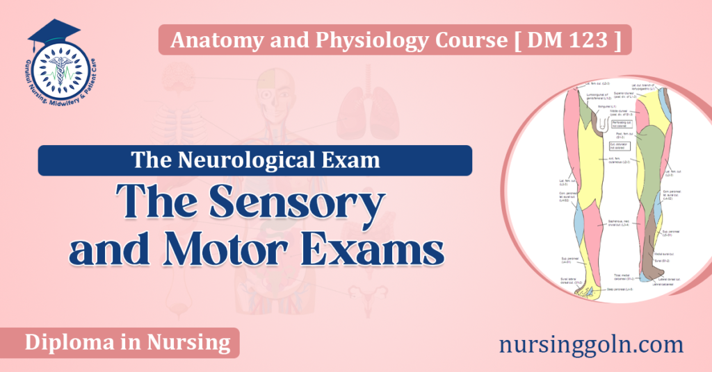 The Sensory and Motor Exams: The Neurological Exam - Nursing ...