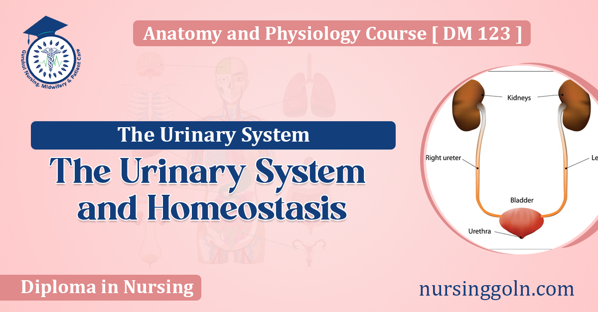The Urinary System and Homeostasis : The Urinary System - Nursing ...