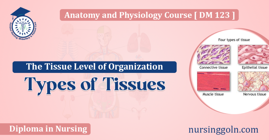 Types of Tissues: The Tissue Level of Organization - Nursing ...