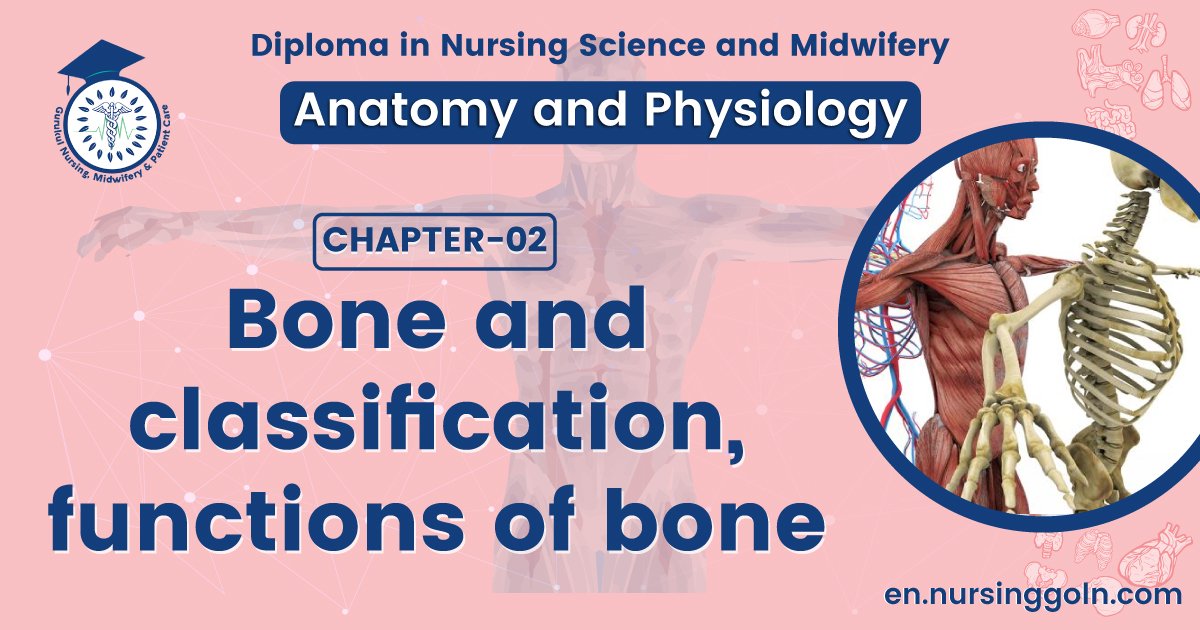 Bone and classification, functions of bone | CHAPTER 2 | Anatomy and ...