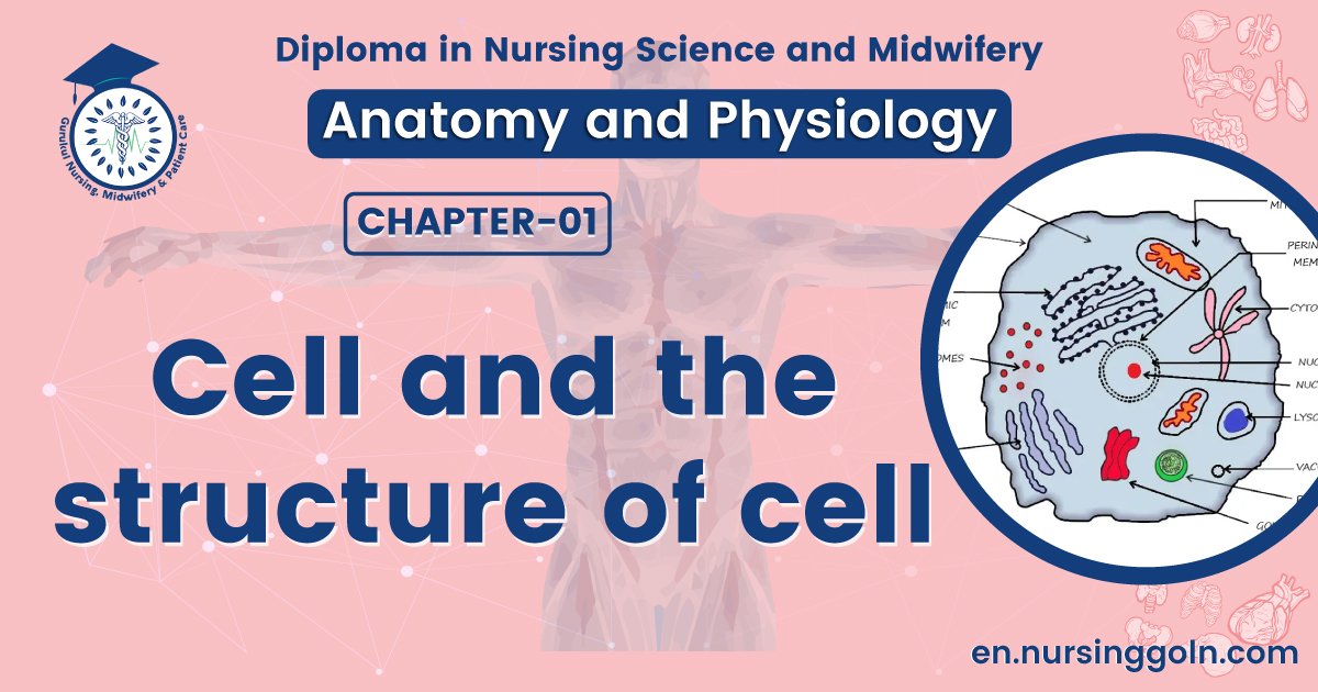 Cell and the structure of cell | CHAPTER 1 | Anatomy and physiology ...