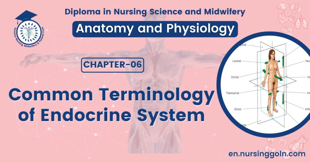 Common terminology of endocrine system | CHAPTER 6 | Anatomy and Physiology - Nursing ...
