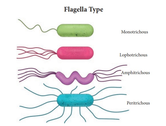 Types of Flagella | CHAPTER 2 | Microbiology & Parasitology for Nurses ...