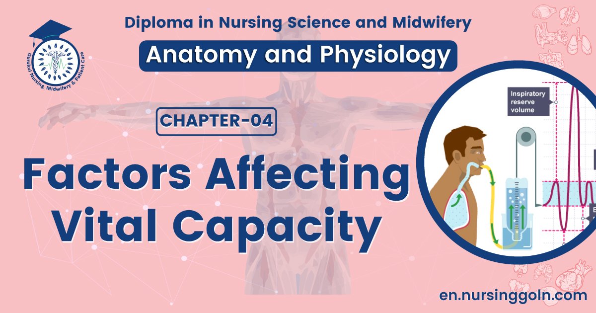 Factors affecting vital capacity | CHAPTER 4 | Anatomy and Physiology ...