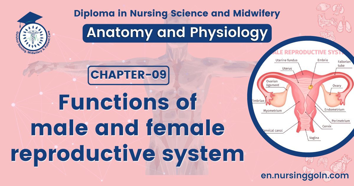 Functions of male and female reproductive system | CHAPTER 9 | Anatomy ...