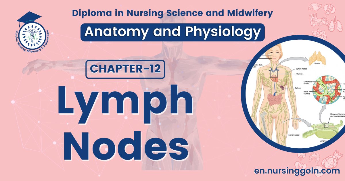 Lymph nodes | CHAPTER 12 | Anatomy and Physiology - Nursing & Midwifery ...
