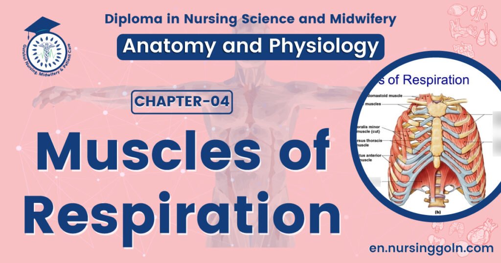 Muscles of respiration | CHAPTER 4 | Anatomy and Physiology - Nursing ...