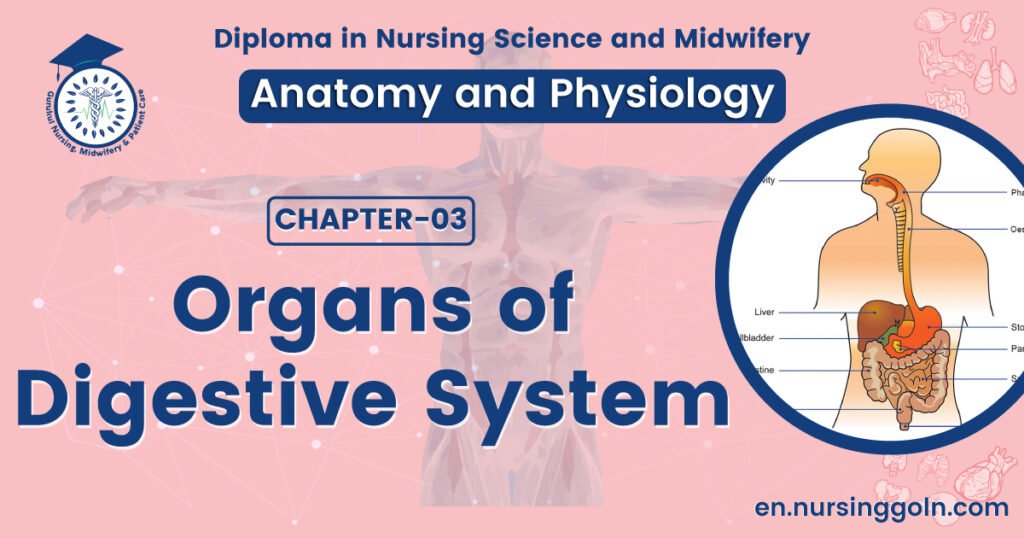 Organs of digestive system | CHAPTER 3 | Anatomy and Physiology ...