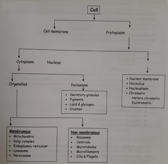 Cell and the structure of cell | CHAPTER 1 | Anatomy and physiology ...
