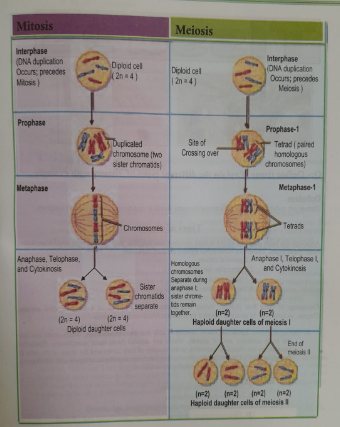 Mitosis and Meiosis cell division | CHAPTER 1 | Anatomy and physiology ...