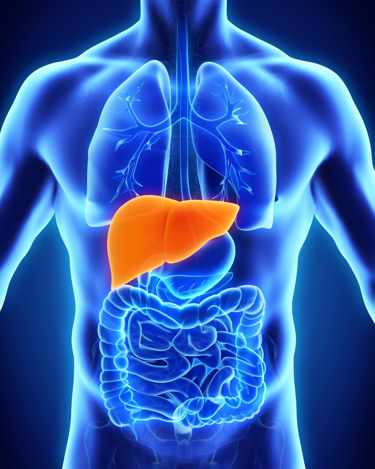Liver, pancreas and gallbladder | CHAPTER 3 | Anatomy and Physiology ...