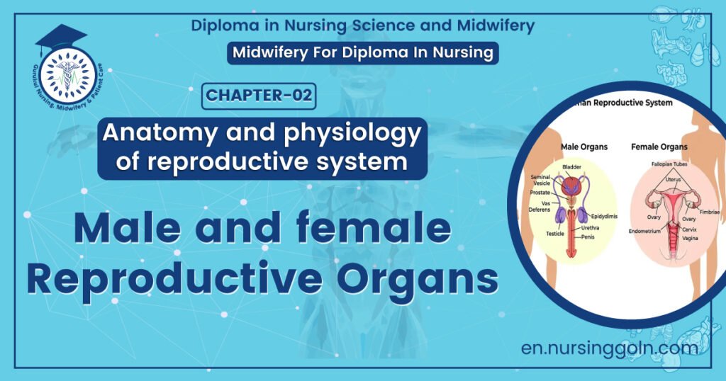Male and female Reproductive organs | Chapter 02 | Midwifery For ...