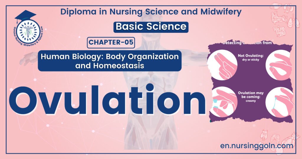Definition of Ovulation | CHAPTER 5 | Basic Science - Nursing ...